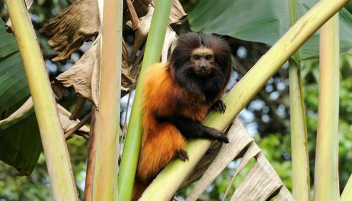 Cientistas lutam para proteger últimos 400 exemplares de mico-leão ...